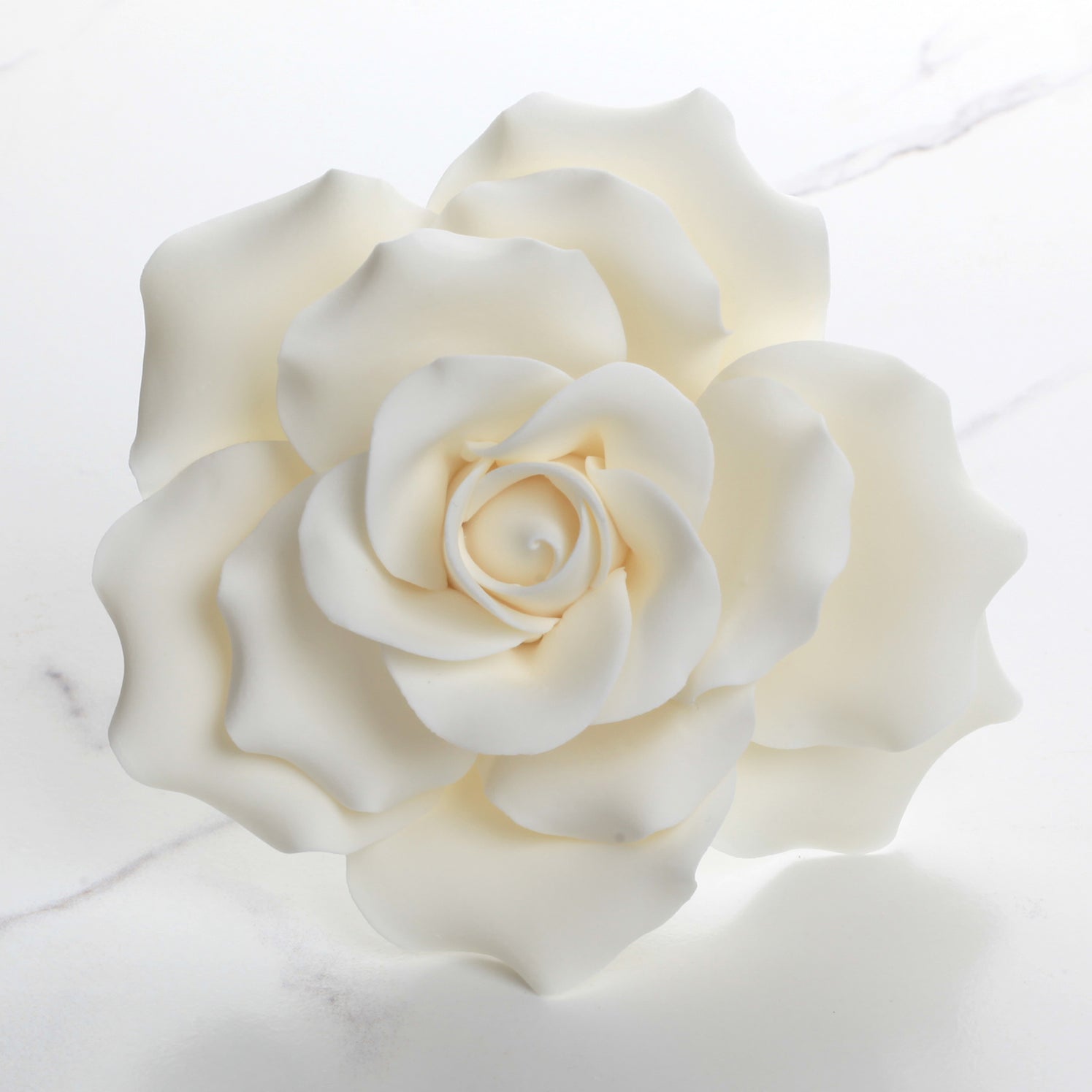 Garden Rose — CaljavaOnline