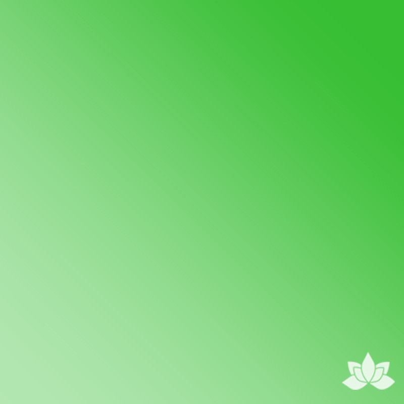 Chefmaster Gel Base Color - Bright Green — CaljavaOnline